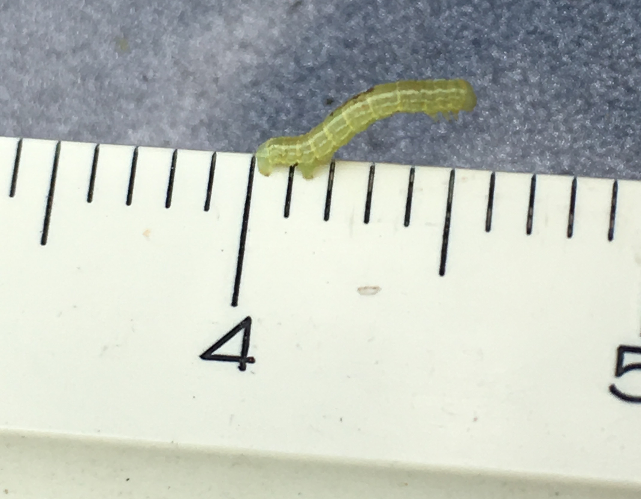 Meet the Fall Cankerworm (Alsophila pometaria) – Canopy Conversations