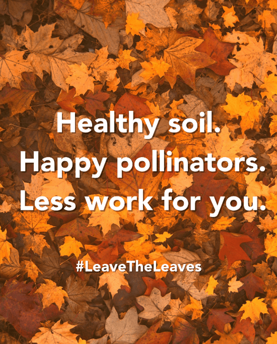 Charlotte in Late October: 7 Tree Truths to Wrap up the Month – Canopy ...