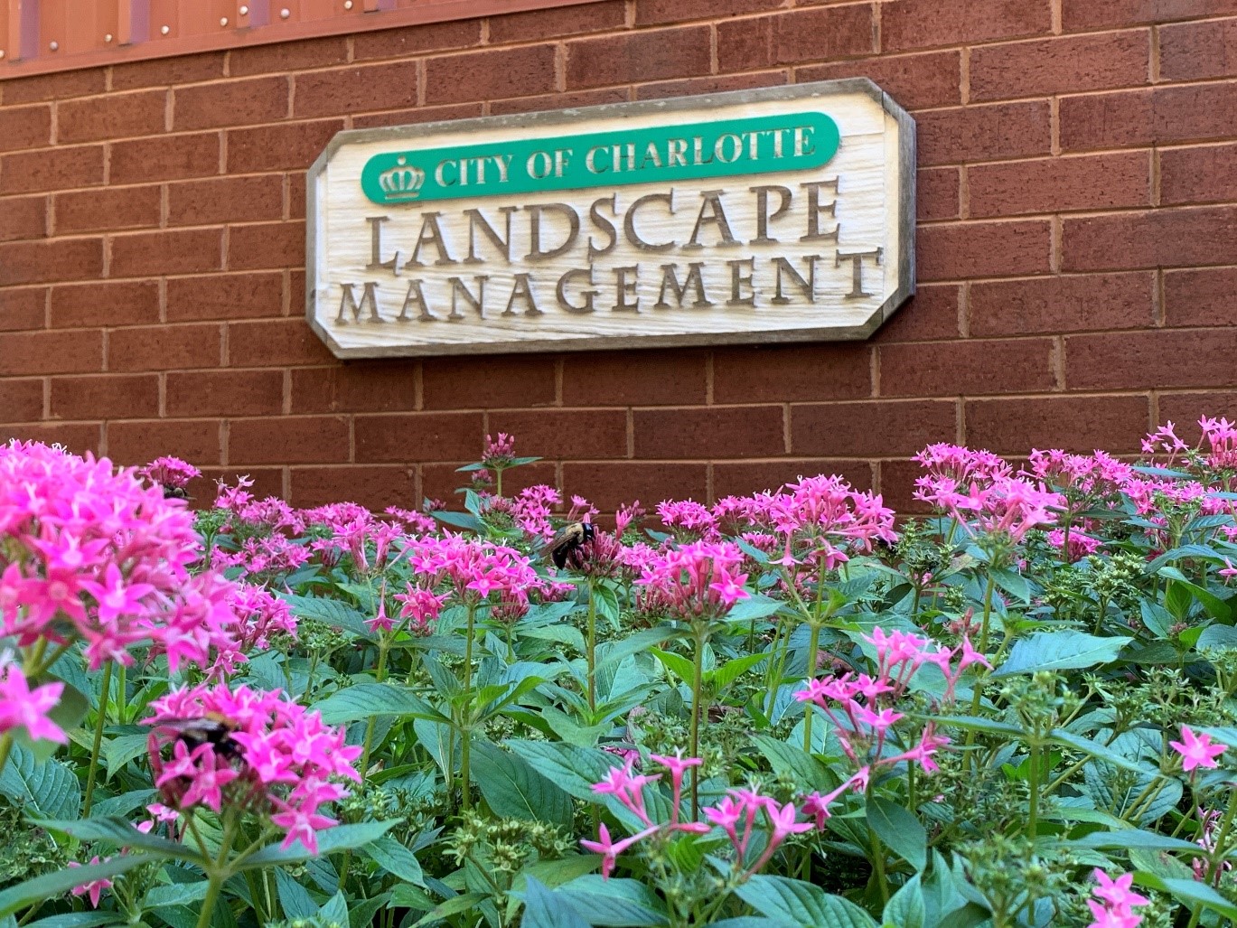 Charlotte in Bloom: Spotting the First Signs of Spring – Canopy ...